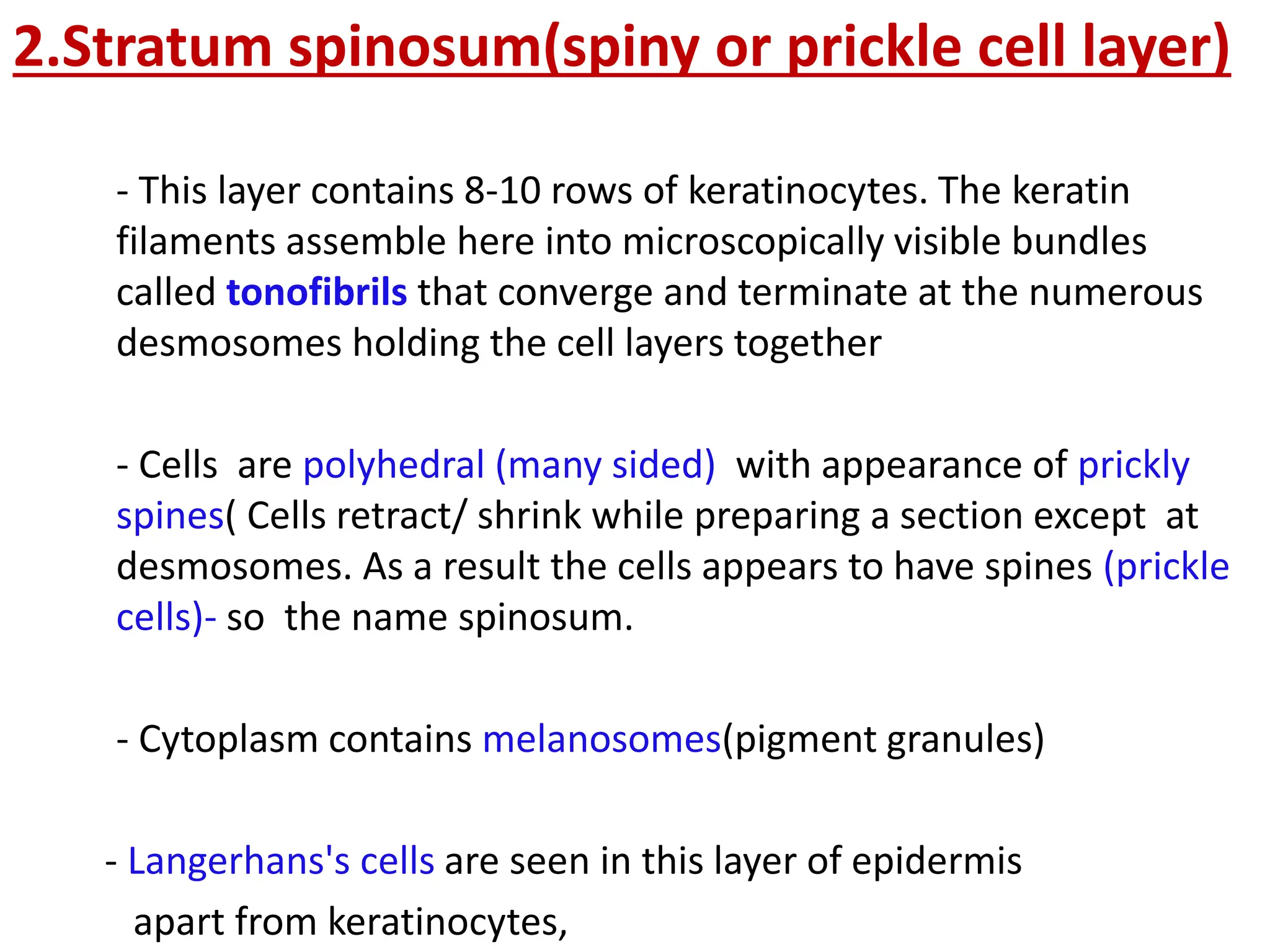 L1-SKIN-Science of Epidermis, Dermis and Subdemis(Histology and ...