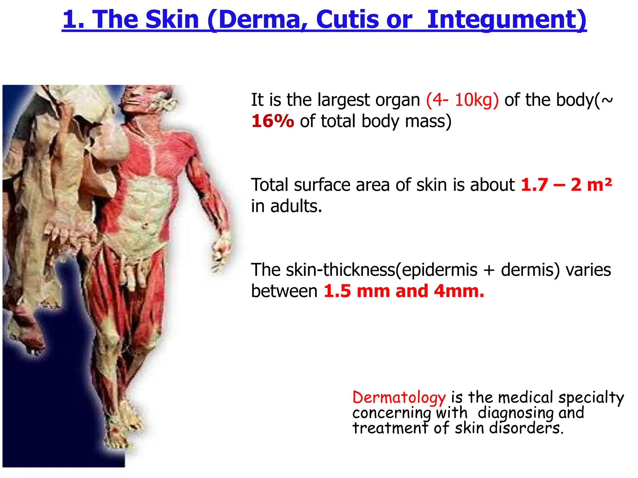 L1-SKIN-Science of Epidermis, Dermis and Subdemis(Histology and ...
