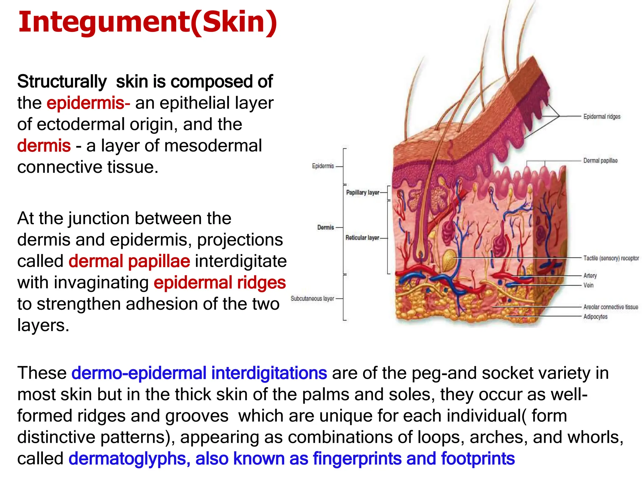 L1-SKIN-Science of Epidermis, Dermis and Subdemis(Histology and ...