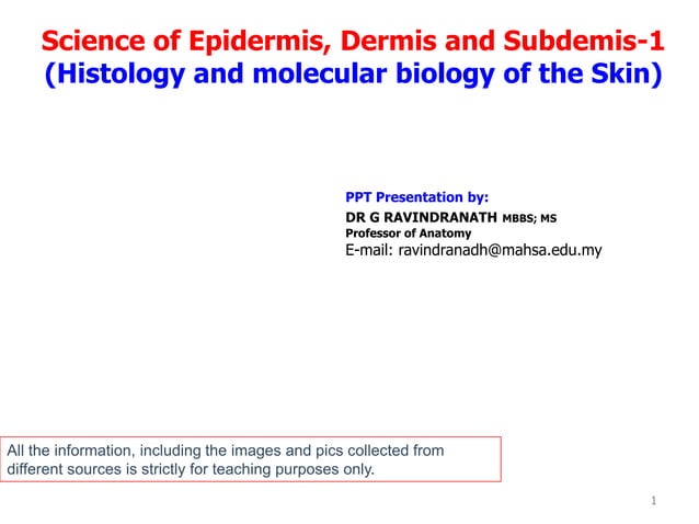 L1-SKIN-Science of Epidermis, Dermis and Subdemis(Histology and ...