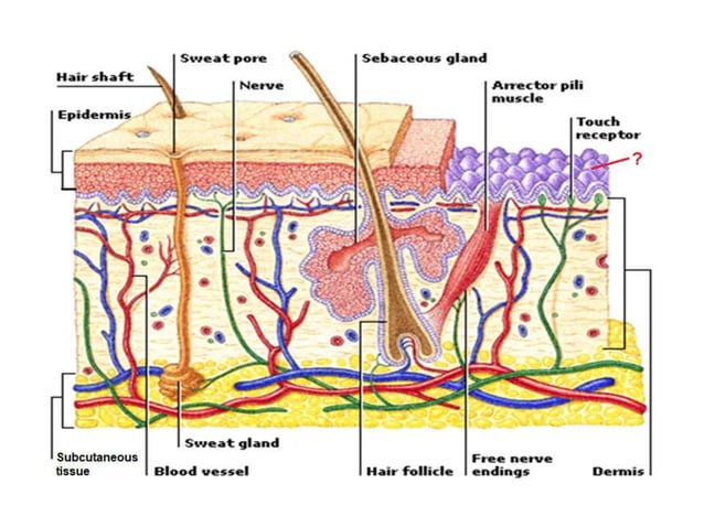 L1-SKIN-Science of Epidermis, Dermis and Subdemis(Histology and ...