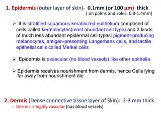 L1-SKIN-Science of Epidermis, Dermis and Subdemis(Histology and ...
