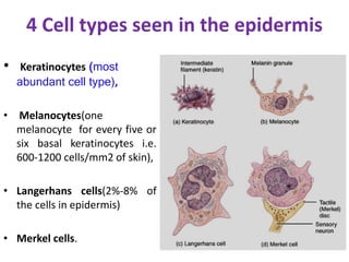 L1-SKIN-Science of Epidermis, Dermis and Subdemis(Histology and ...