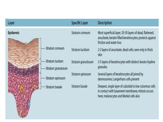 L1-SKIN-Science of Epidermis, Dermis and Subdemis(Histology and ...