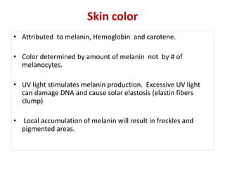 L1-SKIN-Science of Epidermis, Dermis and Subdemis(Histology and ...