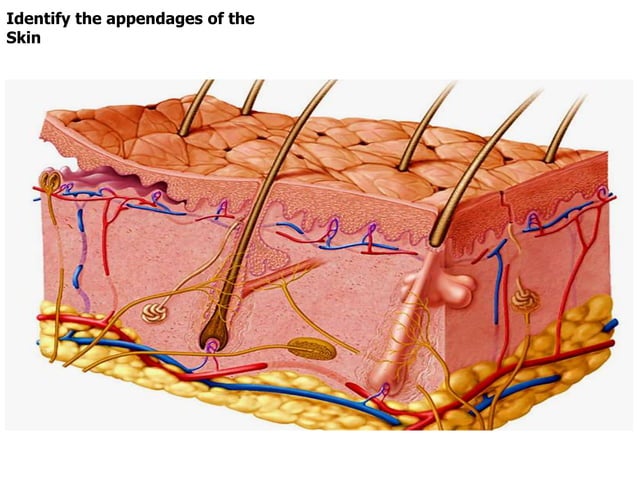 L1-SKIN-Science of Epidermis, Dermis and Subdemis(Histology and ...