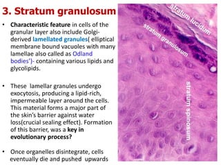 L1-SKIN-Science of Epidermis, Dermis and Subdemis(Histology and ...