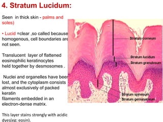 L1-SKIN-Science of Epidermis, Dermis and Subdemis(Histology and ...