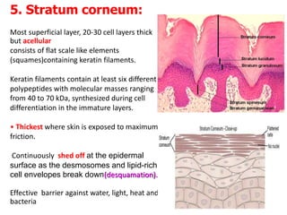 L1-SKIN-Science of Epidermis, Dermis and Subdemis(Histology and ...