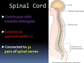 L1-Spinal Cord Sep 2013.ppt