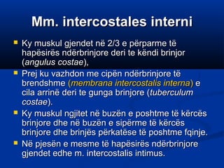 L1 thorax muret | PPT