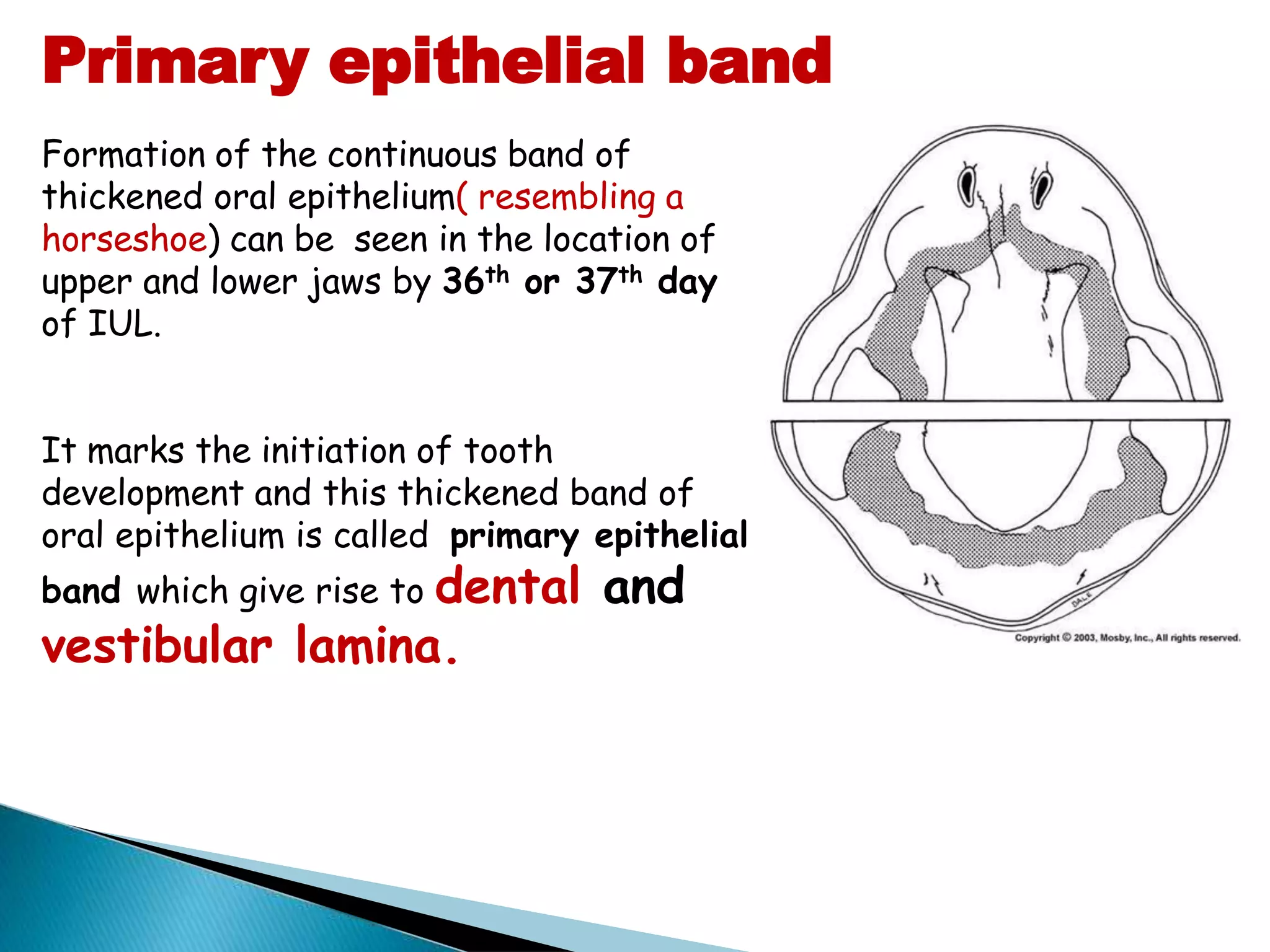 L1 tooth development-r | PDF