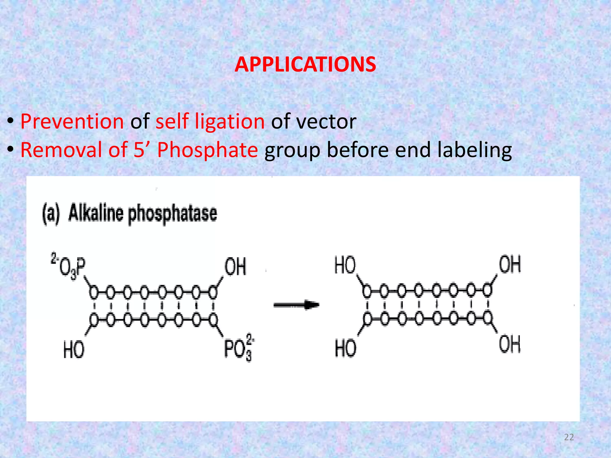 L10. enzymes used in genetic engineering i-1 | PPTX