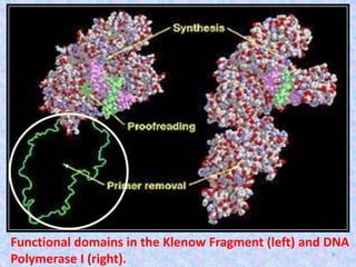 L10. enzymes used in genetic engineering i-1 | PPTX