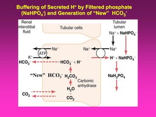 L10- Buffer systems.ppt