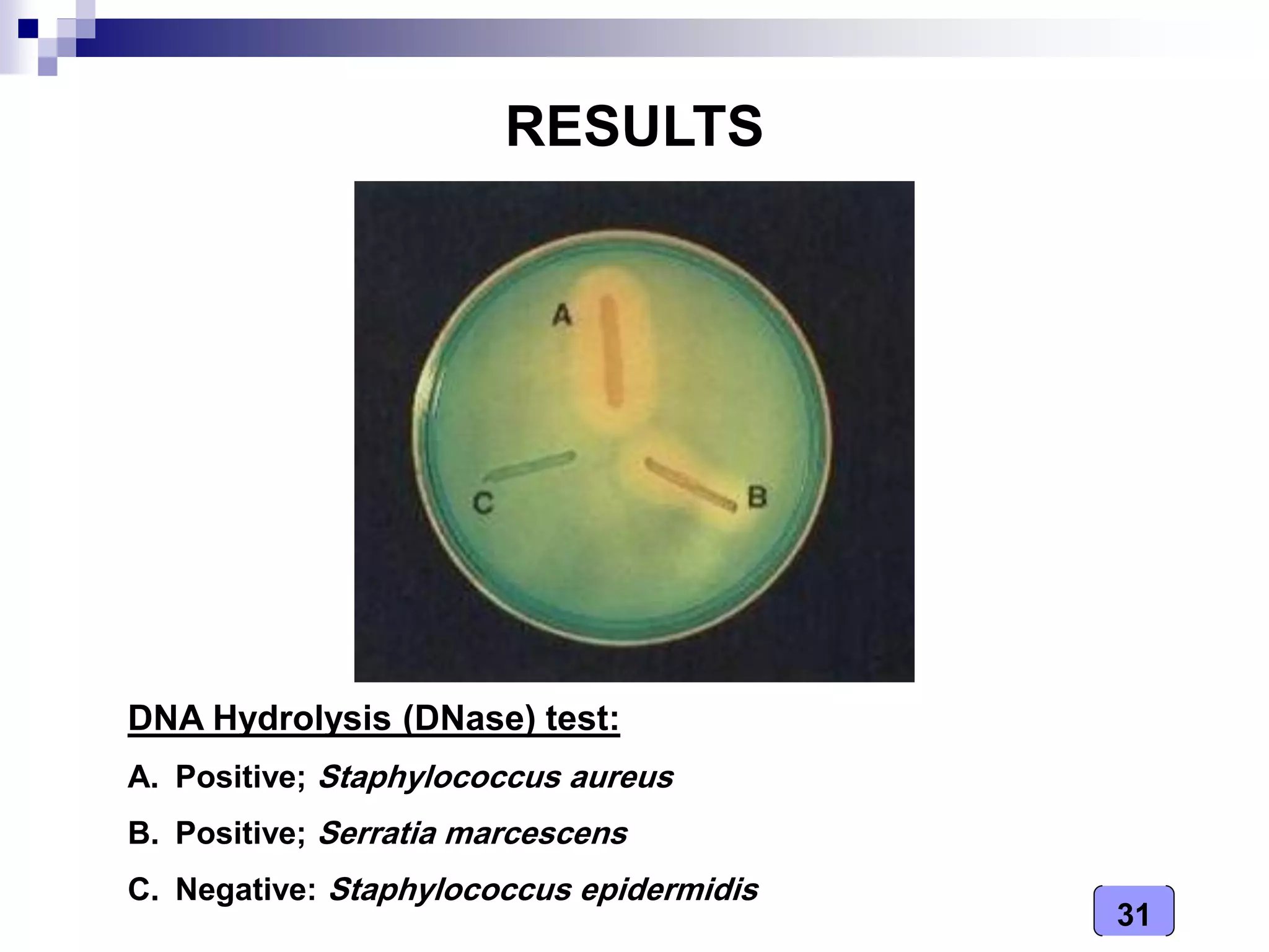 Medical Microbiology Laboratory (biochemical tests - i) | PDF