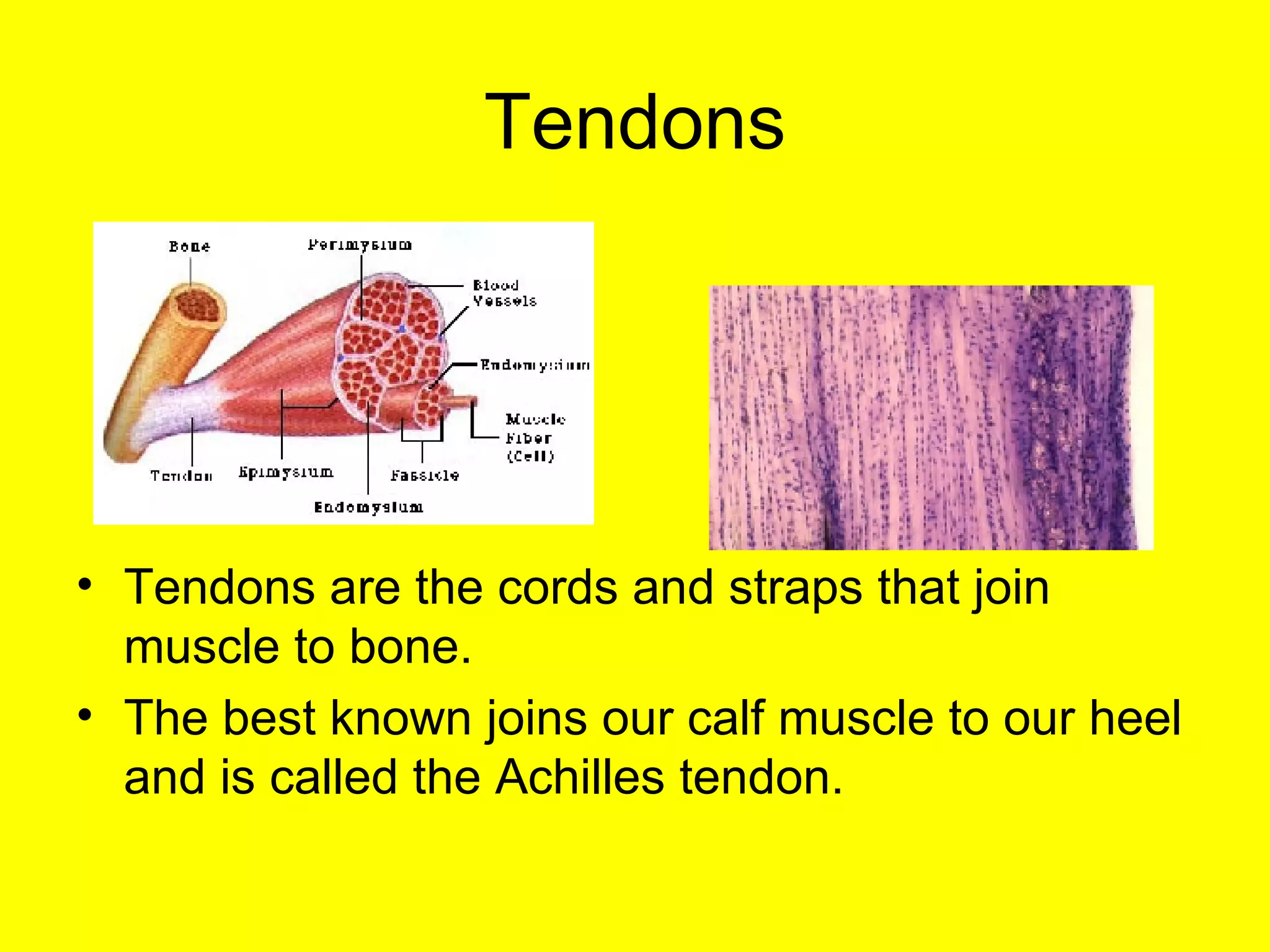 L10b Synovial Joints | PPT