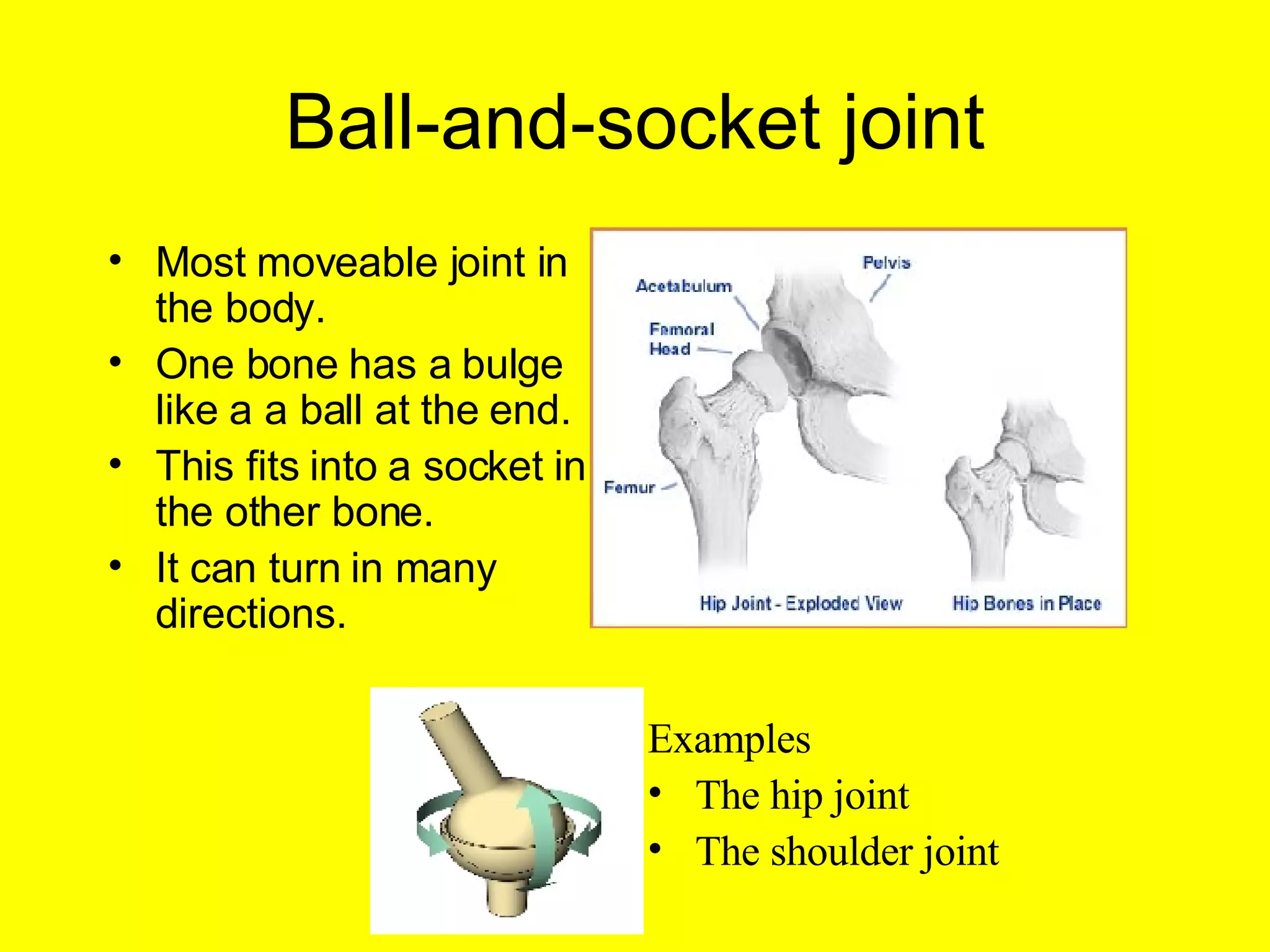 L10b Synovial Joints | PPT