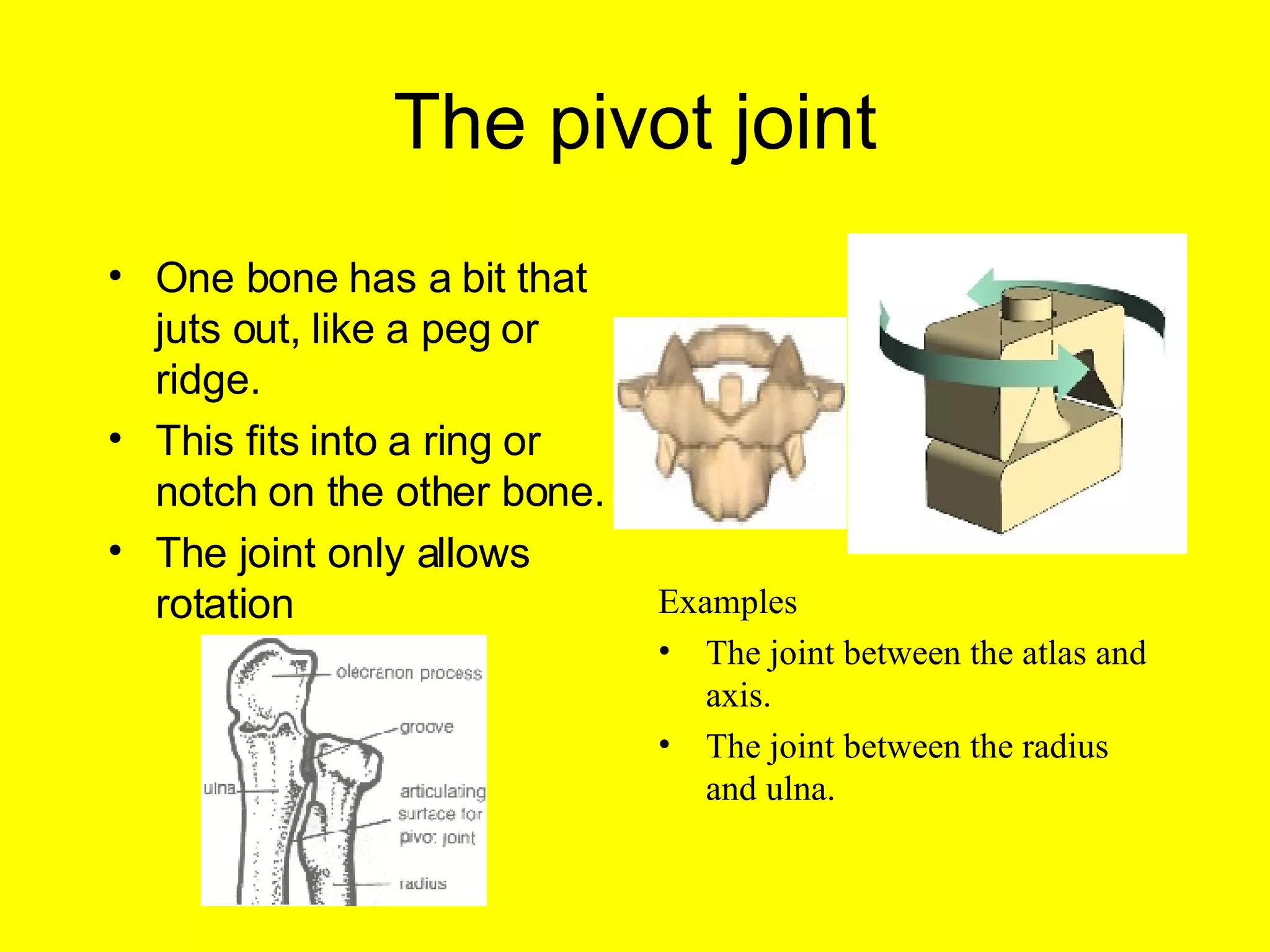 L10b Synovial Joints | PPT