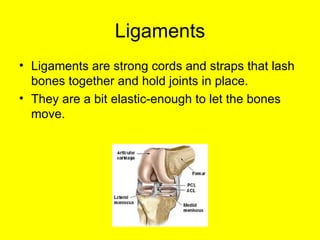 L10b Synovial Joints | PPT