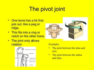 L10b Synovial Joints | PPT