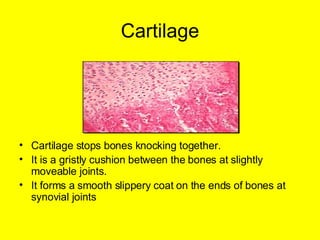 L10b Synovial Joints | PPT
