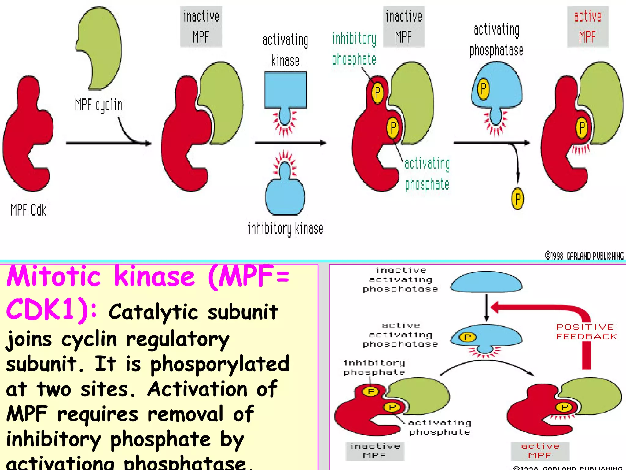 L10 mitosis cytokinesis_eng | PDF