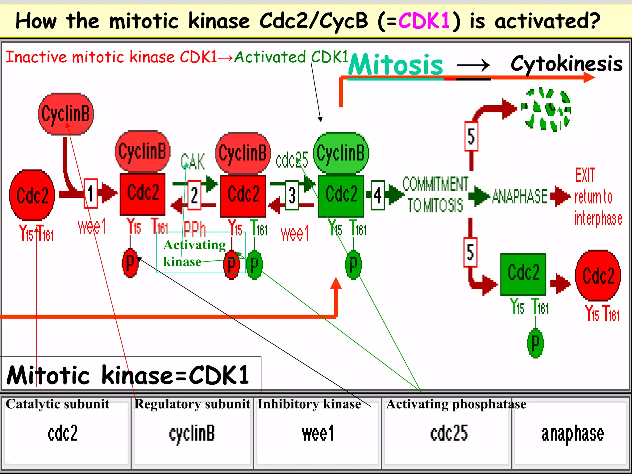 L10 mitosis cytokinesis_eng | PDF