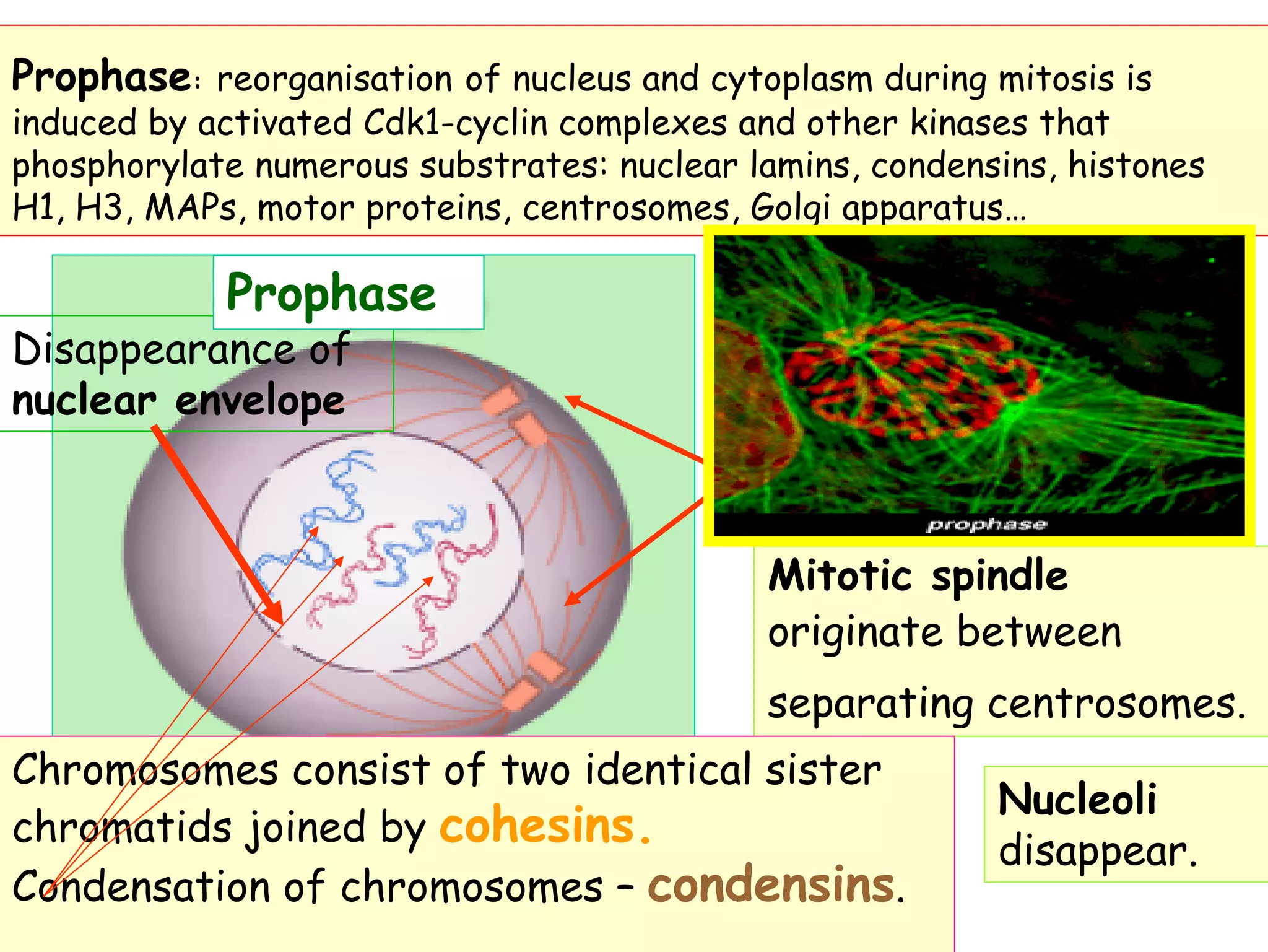 L10 mitosis cytokinesis_eng | PDF