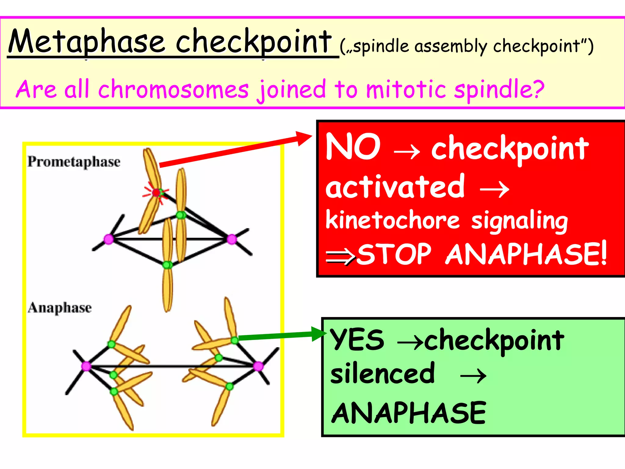 L10 mitosis cytokinesis_eng | PDF
