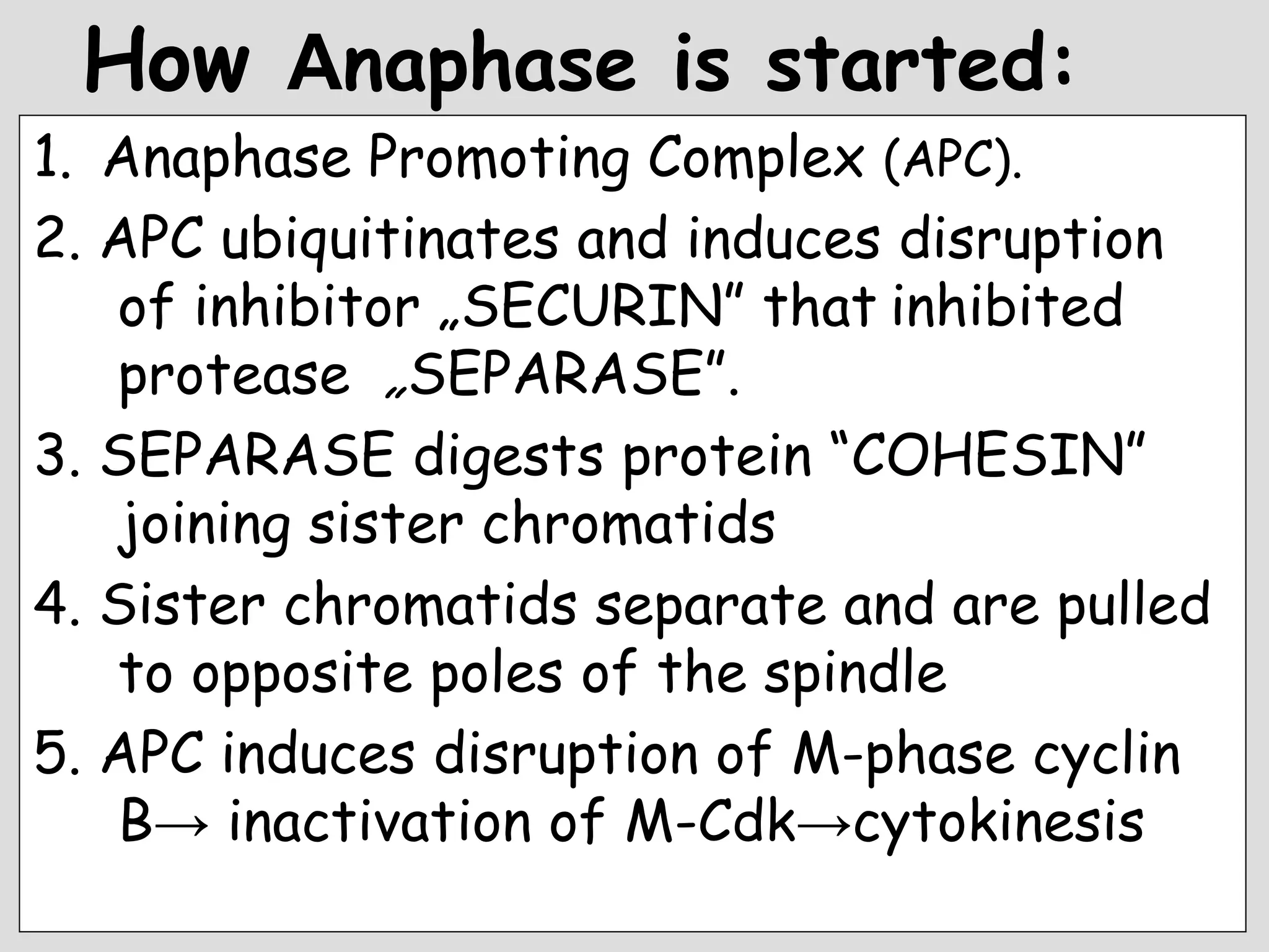 L10 mitosis cytokinesis_eng | PDF