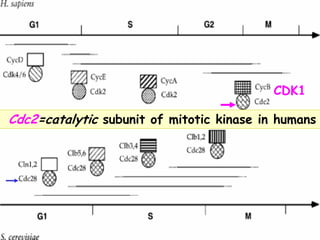 L10 mitosis cytokinesis_eng | PDF