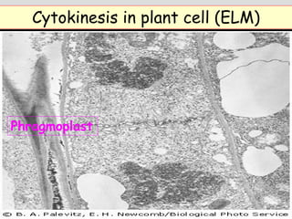 Cytokinesis In Plant Cells Microscope