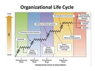 Org SIze, life ccycle.pptx