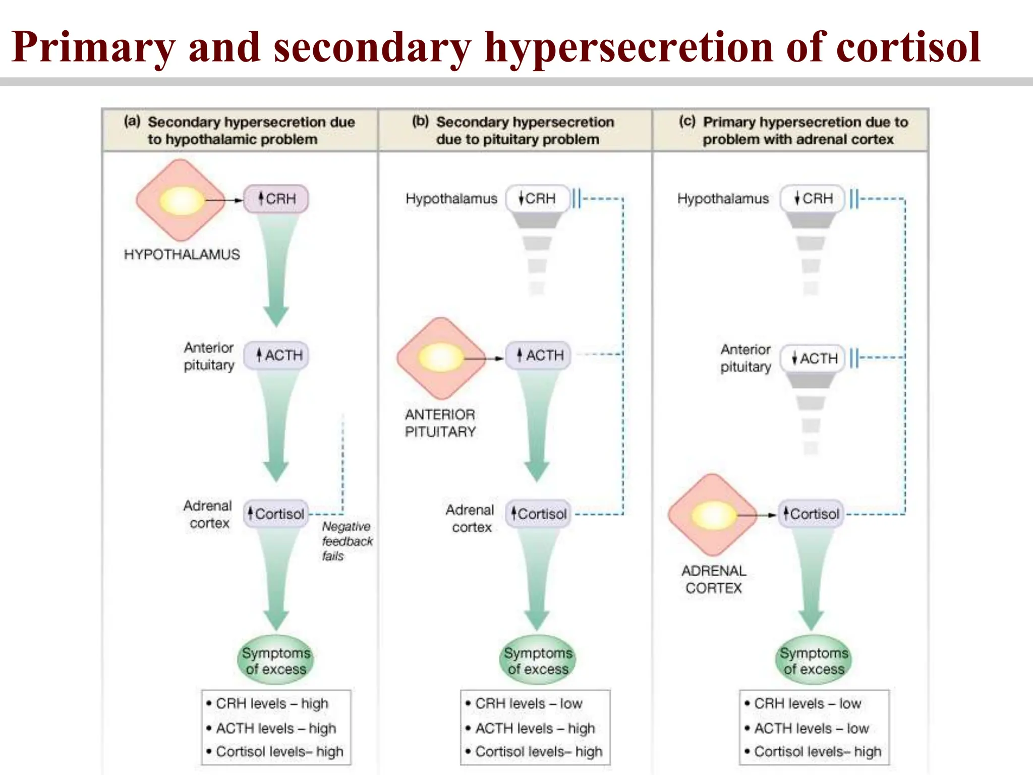 lecture on Glucocorticoids physiology and pathology | PPT