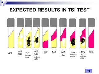 Medical Microbiology Laboratory (biochemical tests - ii) | PDF