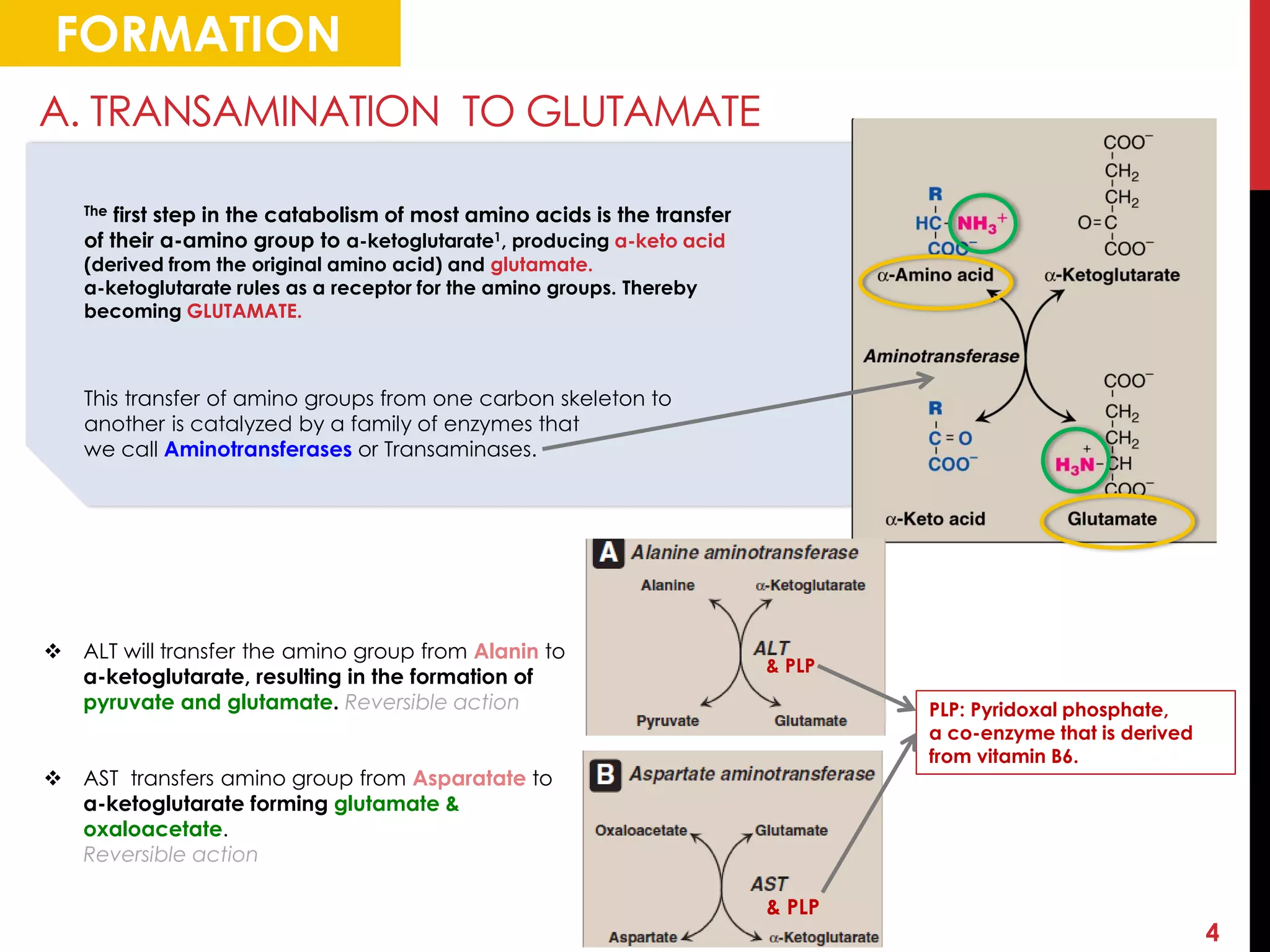 L11-Urea cycle.pdf