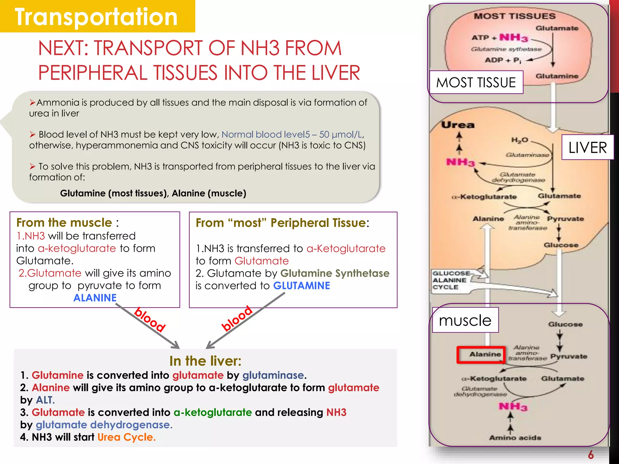 L11-Urea cycle.pdf