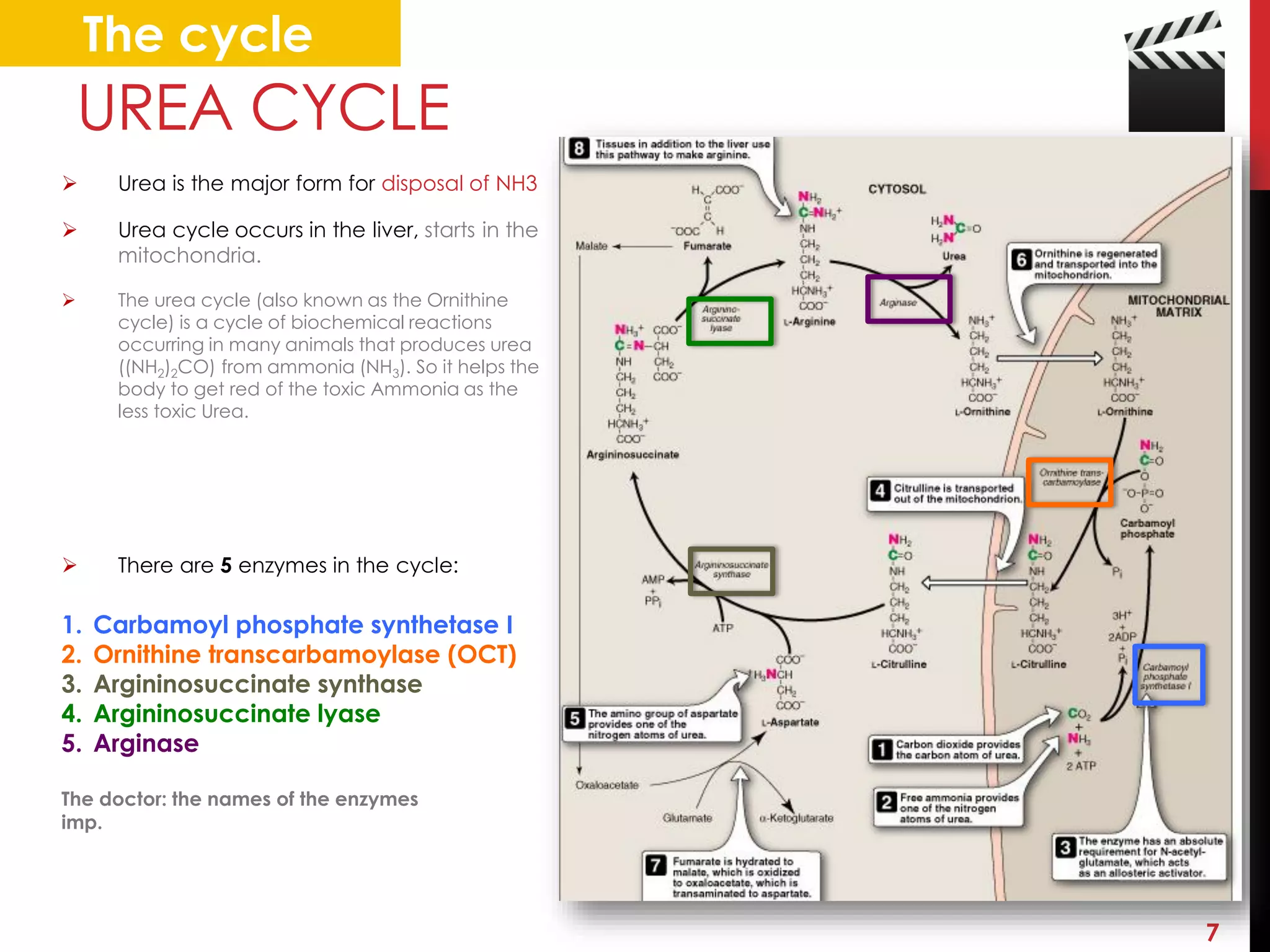 L11-Urea cycle.pdf