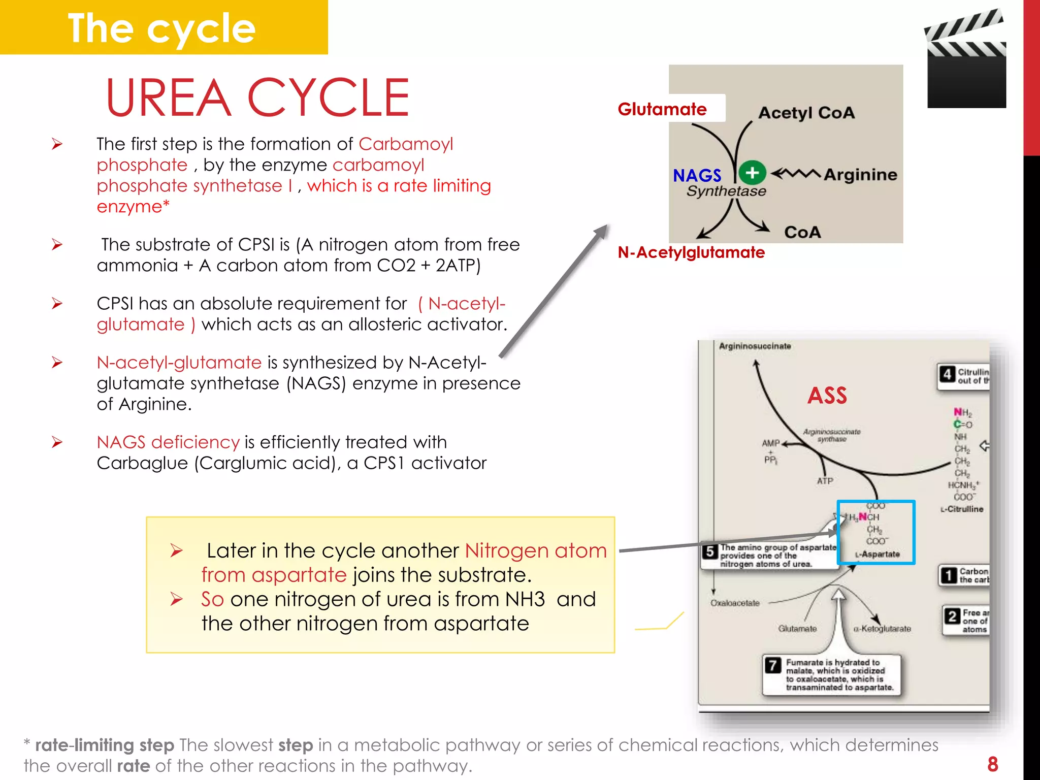 L11-Urea cycle.pdf