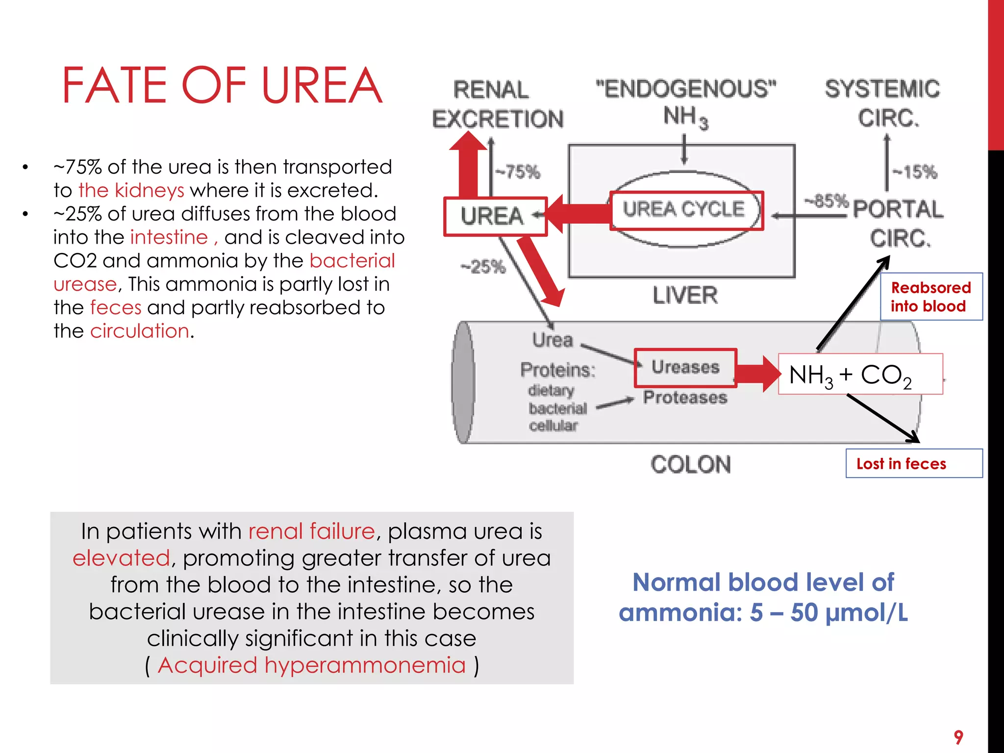 L11-Urea cycle.pdf