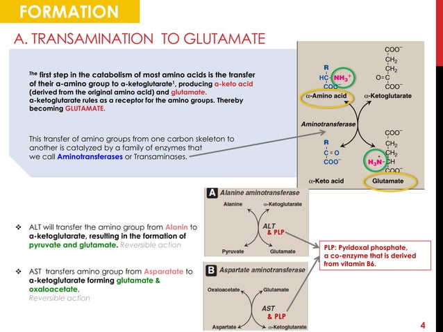 L11-Urea cycle.pdf