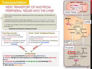 L11-Urea cycle.pdf