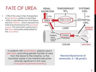 L11-Urea cycle.pdf