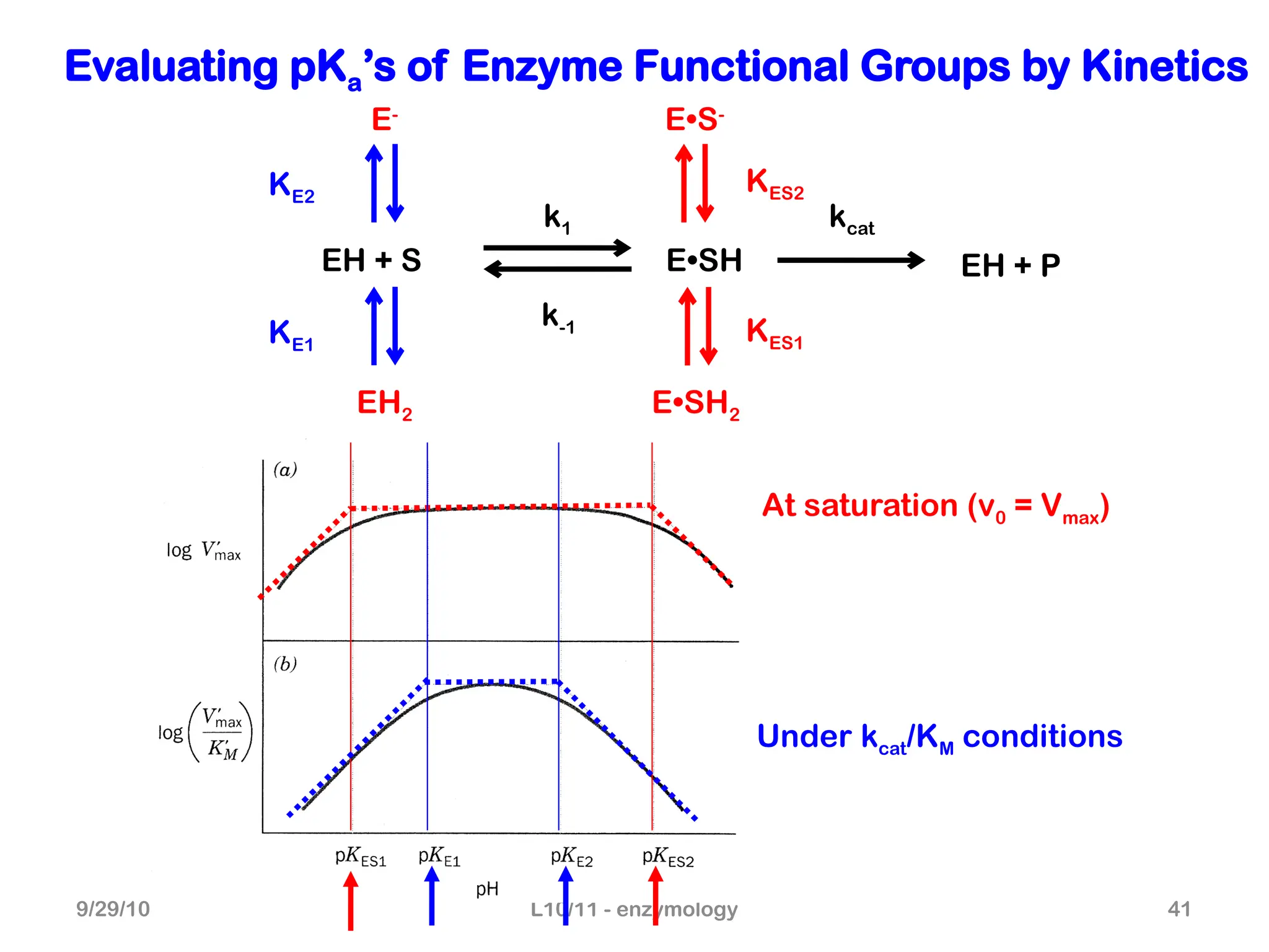 L11_12 - enzyme kinetics (4).pptx 111111 | PPT