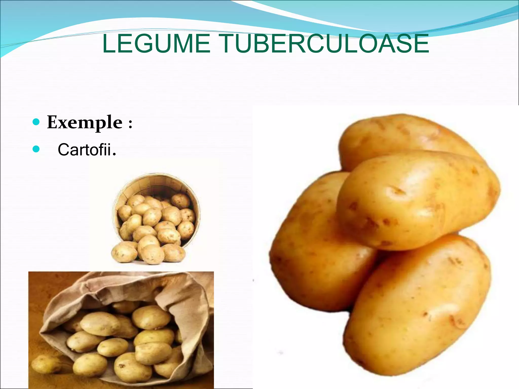 Sortimentul fructelor si legumelor - clasificare | PPT