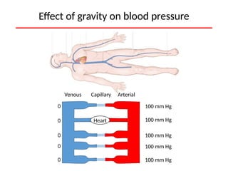 L 11, Circulation, pressure and flow (Ch 14,15), HLM.pptx