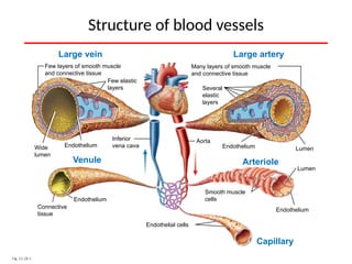 L 11, Circulation, pressure and flow (Ch 14,15), HLM.pptx
