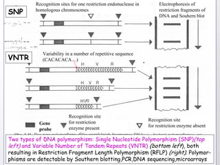 L11 dna__polymorphisms__mutations_and_genetic_diseases | PPT