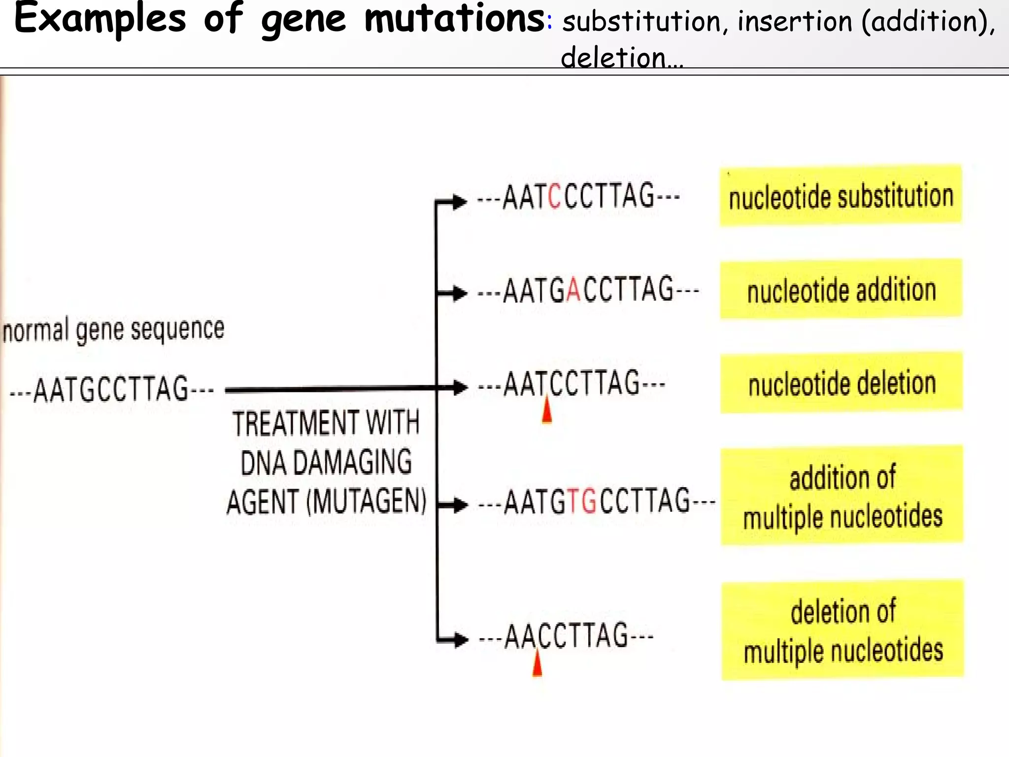 L11 dna__polymorphisms__mutations_and_genetic_diseases4 | PDF